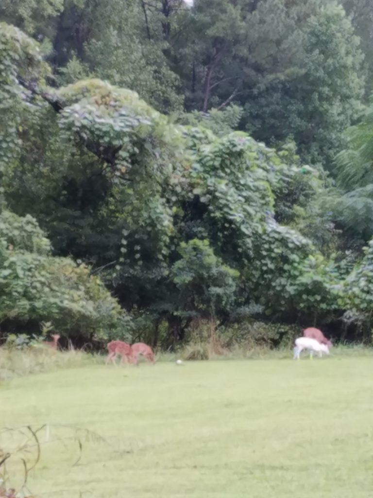 Ultra Rare Melanistic Black Whitetail Deer Seen in North Carolina WITH ...